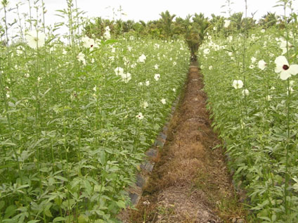 Ministry to implement housing project worth RM6b using Kenaf Building ...