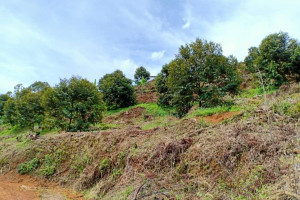 Raub Cheroh Pahang 17.1 Acres durian orchard for Sale @RM5,130,000 By ...