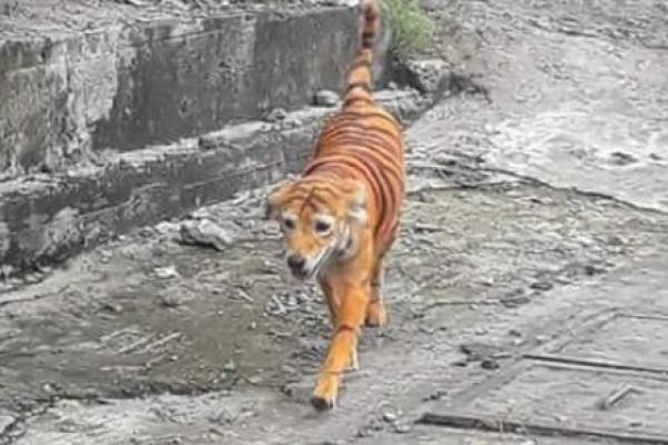 Stray dog found painted in orange and black, sparks outrage | EdgeProp.my